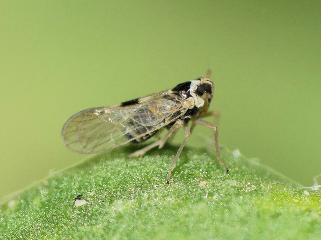 small brown planthopper from Darmstadt-West, Darmstadt, Deutschland on ...