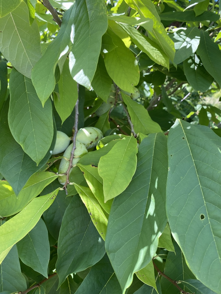 common pawpaw from Albert R Horrigan Dr, Flint, MI, US on August 9 ...