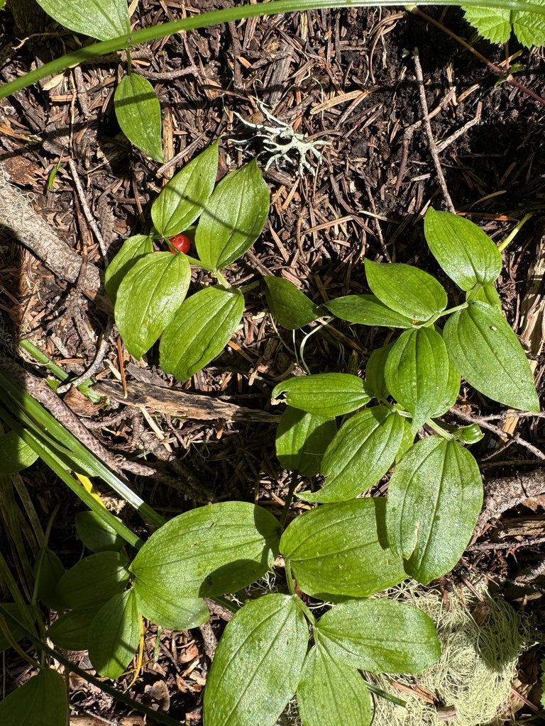 Small Twisted-stalk from Pierce County, WA, USA on August 09, 2024 at ...