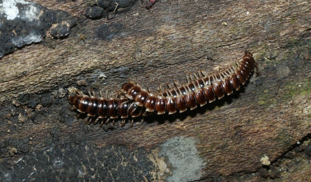 Greenhouse Millipede in July 2024 by lynath. Ubiquitous on damp logs at ...