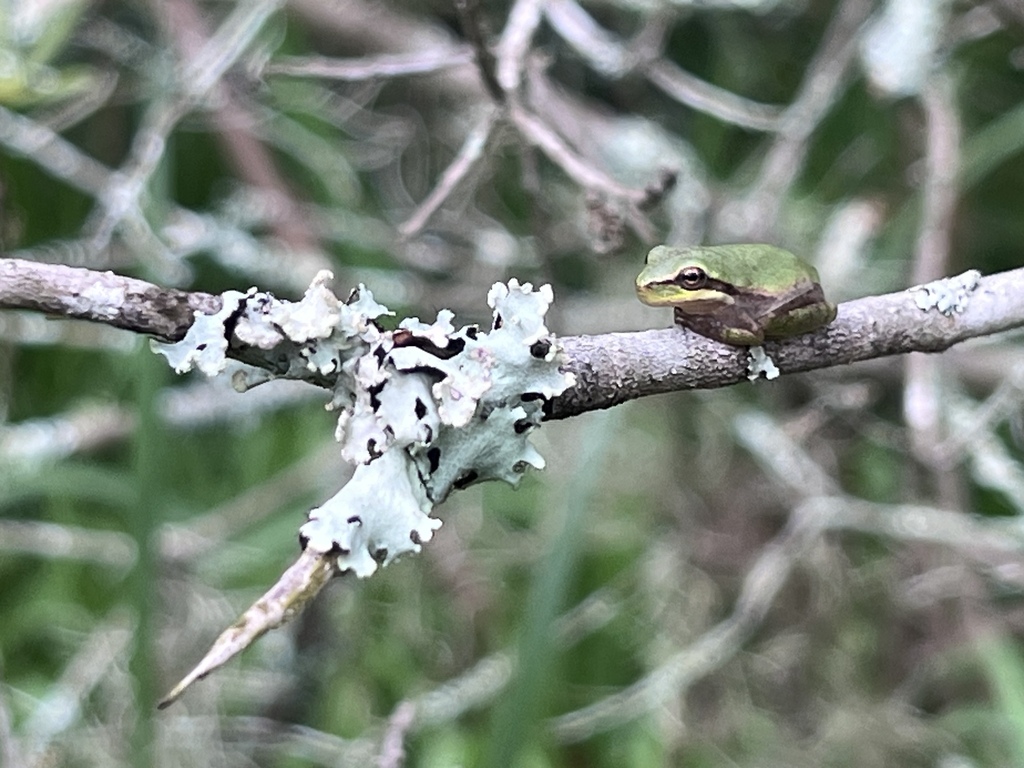 Holarctic Treefrogs from Palmetto Boardwalk Trail, Washington, NC, US ...