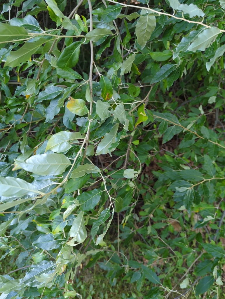 autumn olive from Curran, MI 48728, USA on August 10, 2024 at 01:25 PM ...