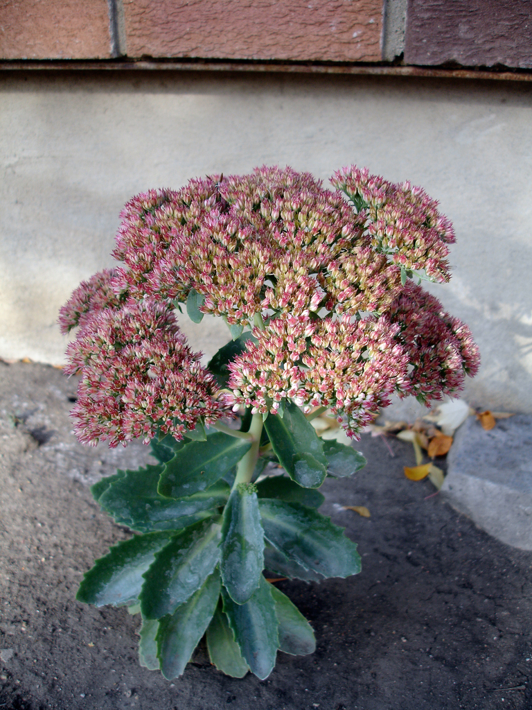Orpine (Eudicots of the Outer Lands) · iNaturalist