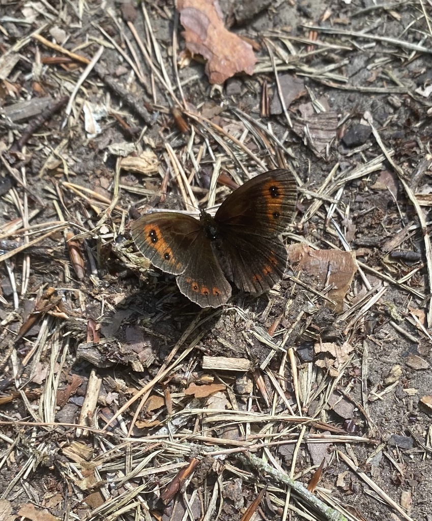 Scotch Argus from Naturpark Fränkische Schweiz – Frankenjura ...