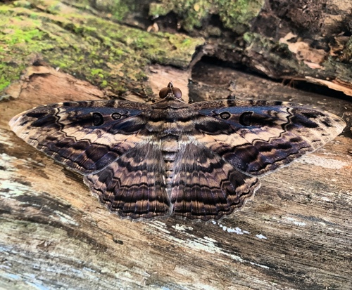 Letis buteo · iNaturalist