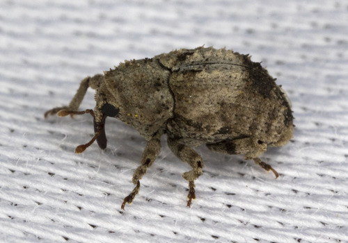 Genus Rhynchus · iNaturalist