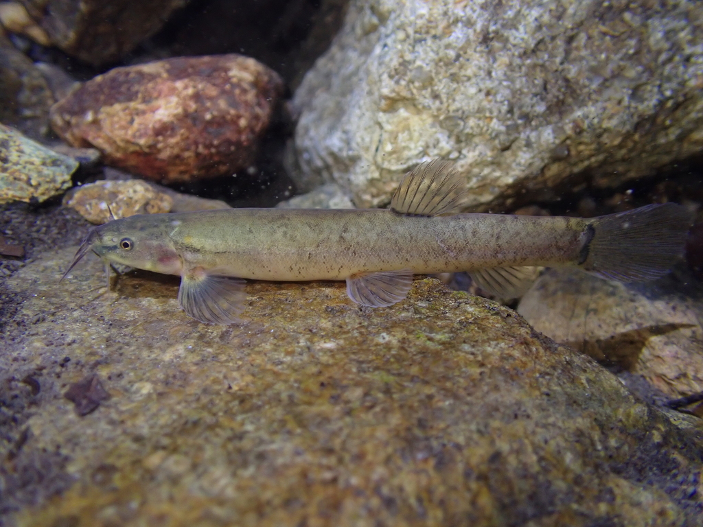 Flat-headed Loach in August 2024 by C.H.Leung · iNaturalist