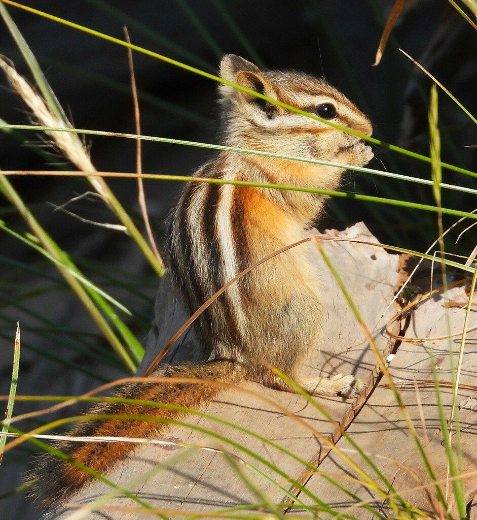 Least Chipmunk from Kittitas County, WA, USA on August 9, 2024 at 09:52 ...