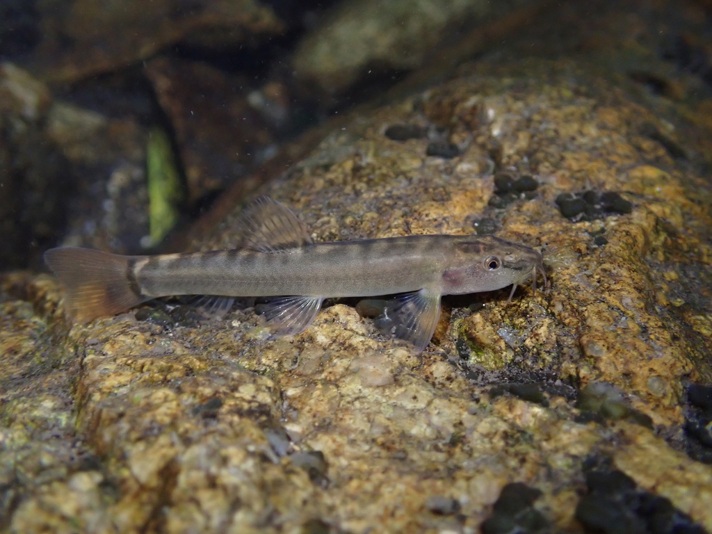 Striped Stone Loach in August 2024 by C.H.Leung · iNaturalist
