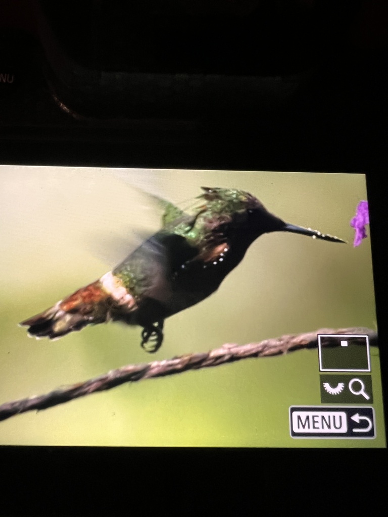 Rufous-crested Coquette from Avenida Gallito de las Rocas, Madre de ...