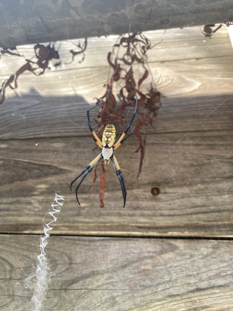 Yellow Garden Spider from Trinity River Audubon Center, Dallas, TX, US ...