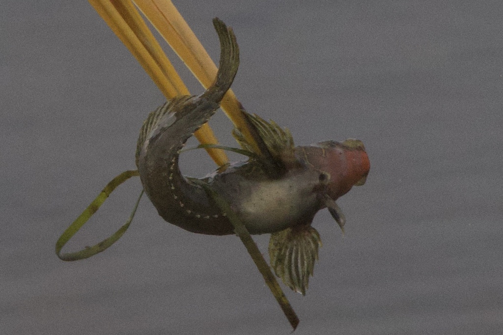 Bay Blenny from Bolsa Chica Ecological Reserve, Huntington Beach, CA ...