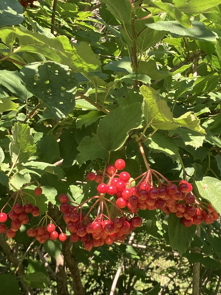 guelder-rose from W Water St, New Buffalo, MI, US on August 10, 2024 at ...