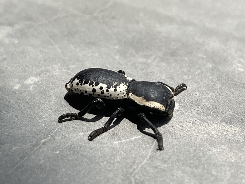 Zopherus championi from Cerro La Mota Grande, García, N.L., MX on ...