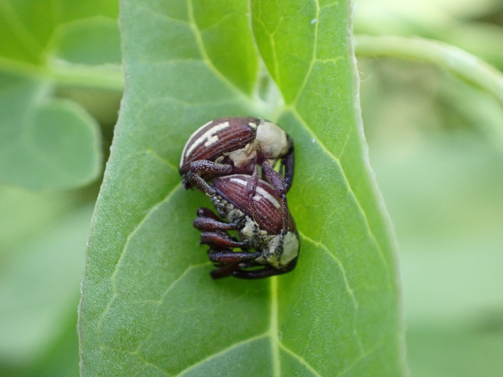 Sternuchopsis karelinii from Kalkva, Georgia on August 9, 2024 at 01:24 ...