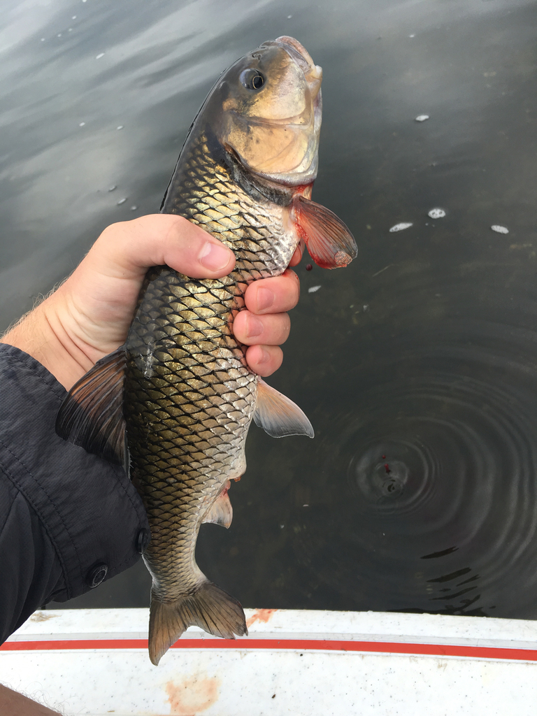 Fallfish from Susquehanna River, Halifax township, PA, US on July 4 ...