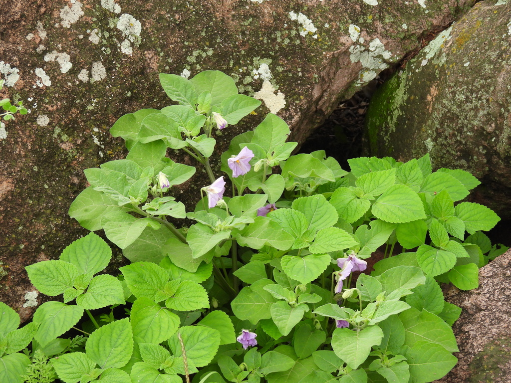 Lycianthes dejecta from Miguel Auza, Zac., México on July 24, 2024 at ...
