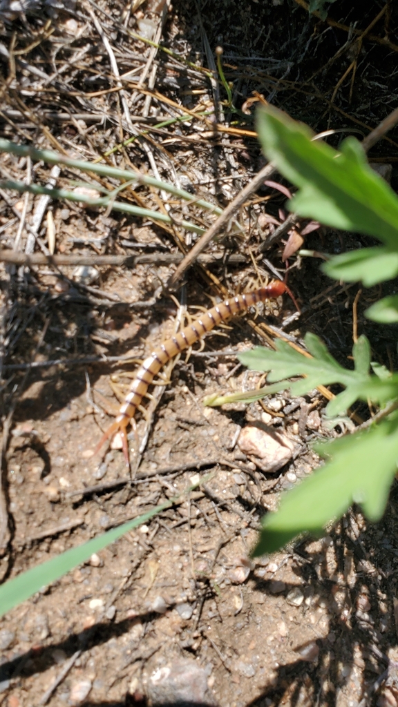 Common Desert Centipede from Colorado Springs, CO 80928, USA on August ...