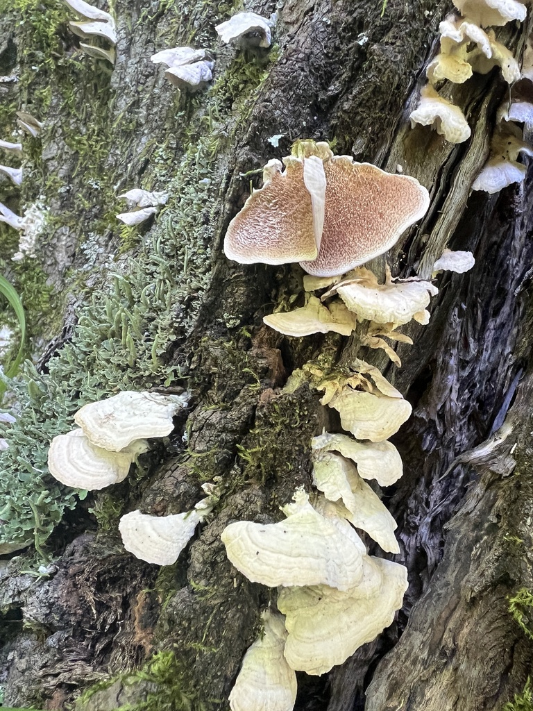 Trichaptum subchartaceum from Albert Johnson Rd, Nashville, IN, US on ...