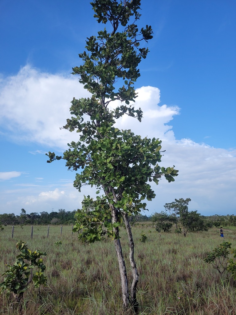 Sandpaper tree from Ferreira Gomes - Amapá, Brésil on July 24, 2024 at ...
