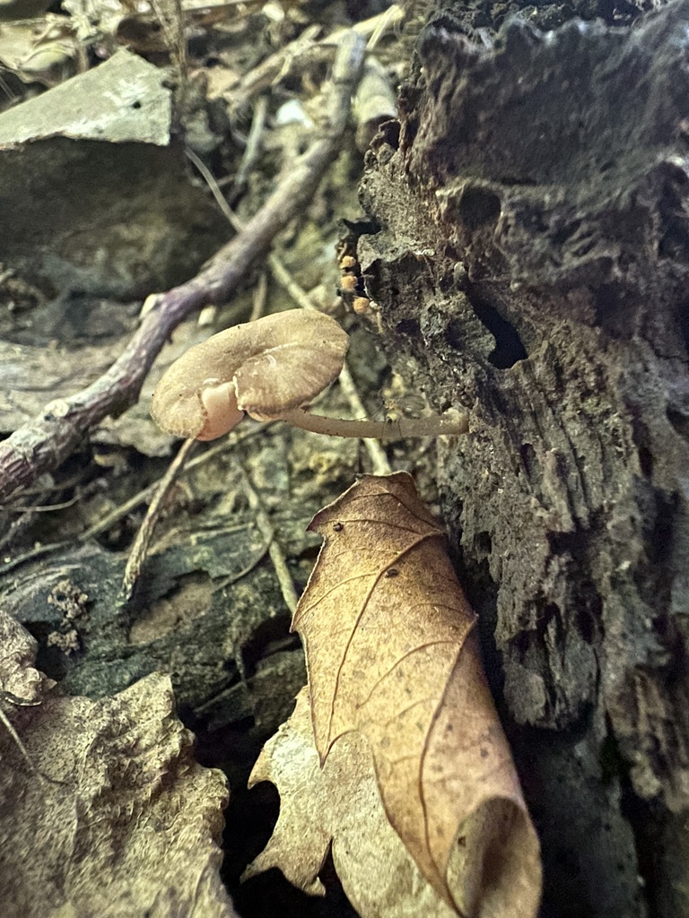 Pluteus seticeps from Albert Johnson Rd, Nashville, IN, US on August 10 ...