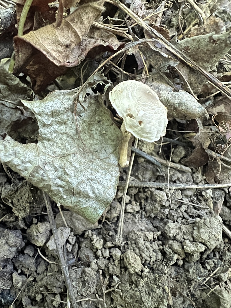 Crazed Caps from Albert Johnson Rd, Nashville, IN, US on August 10 ...