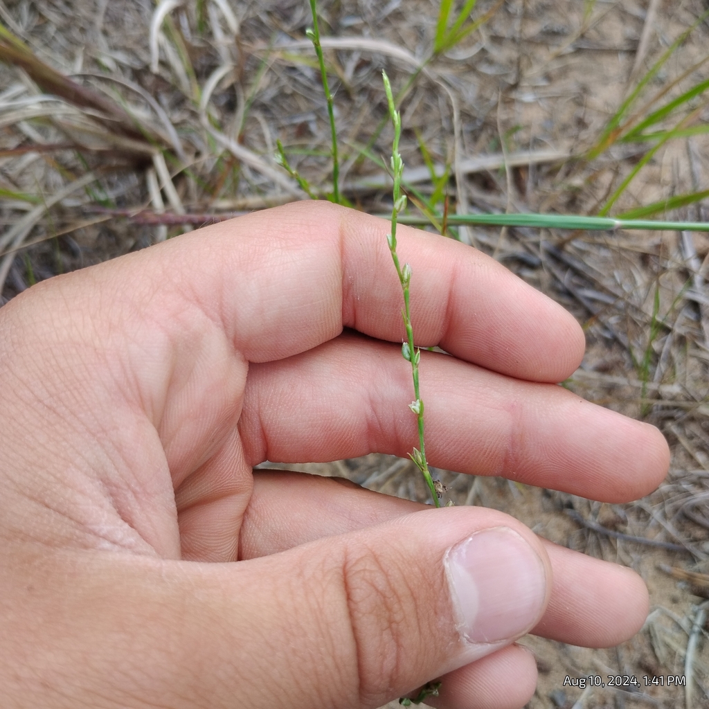 Slender Knotweed from Adams County, US-WI, US on August 10, 2024 at 01: ...