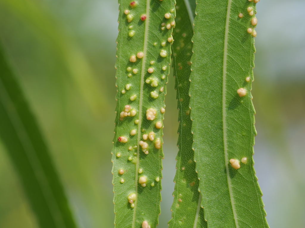 Willow Bead Gall Mite from EcoPark, Durant, OK, USA on August 10, 2024 ...