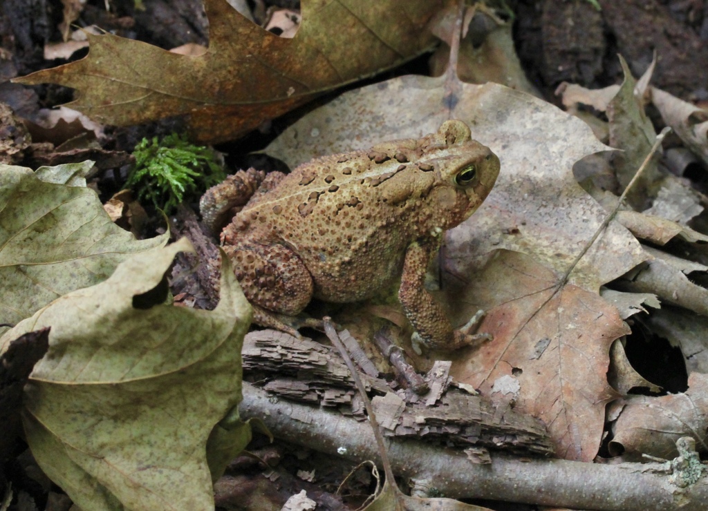 American Toad from 193 Sevin Rd, Sewickley, PA 15143, USA on June 08 ...