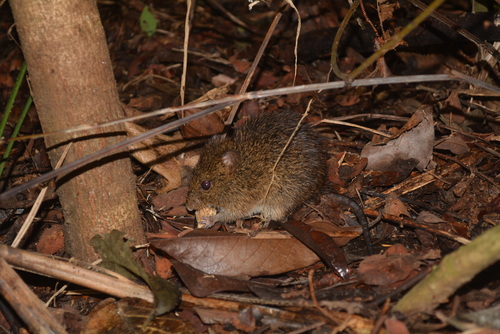 Rata algodonera (Sigmodon hirsutus)