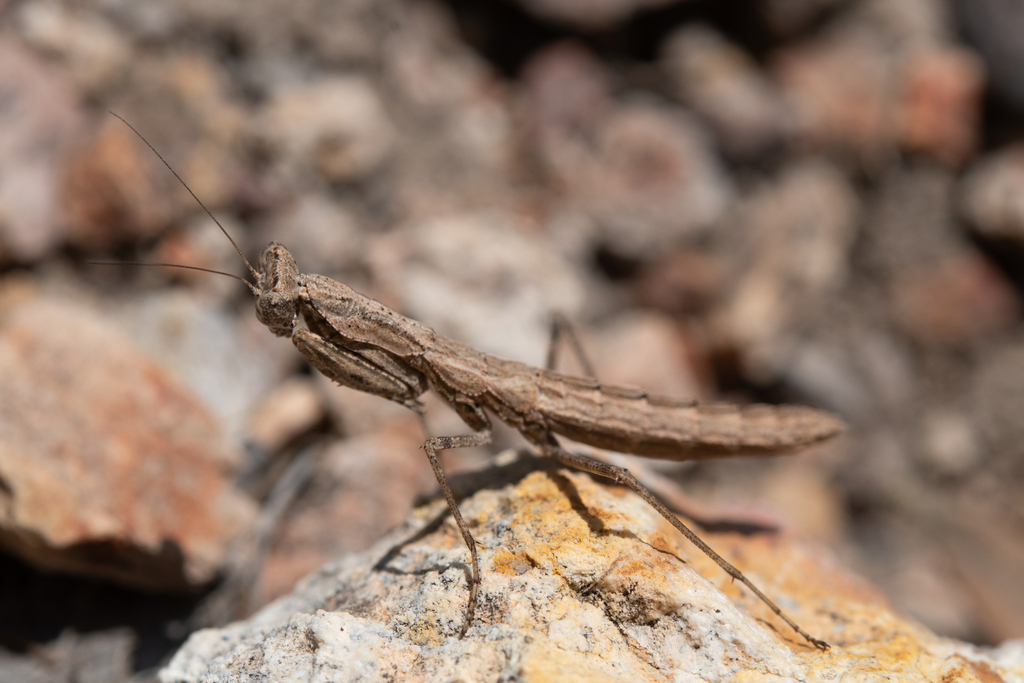 Agile Ground Mantis in July 2024 by Court Harding · iNaturalist