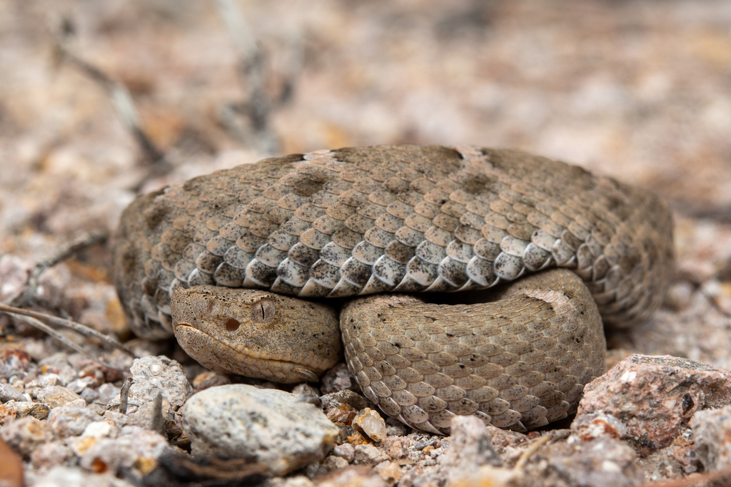 New Mexico Ridgenose Rattlesnake in July 2024 by Court Harding. Within ...