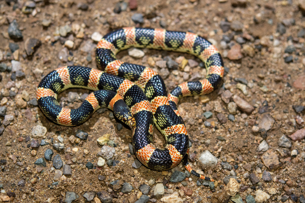 Long-nosed Snake in August 2024 by Court Harding · iNaturalist