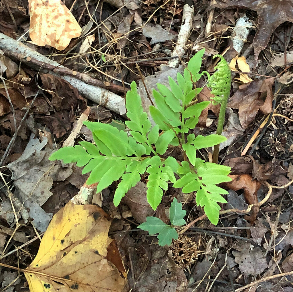 bronze fern from Athens, GA, USA on July 10, 2024 by Joan Knapp ...