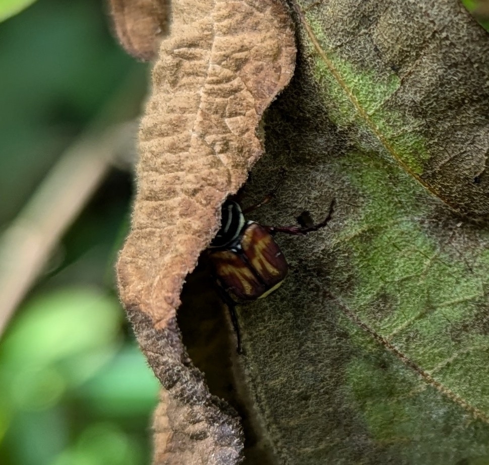 Trigonopeltastes variabilis desde 77734 Q.R., México el 10 de agosto de ...