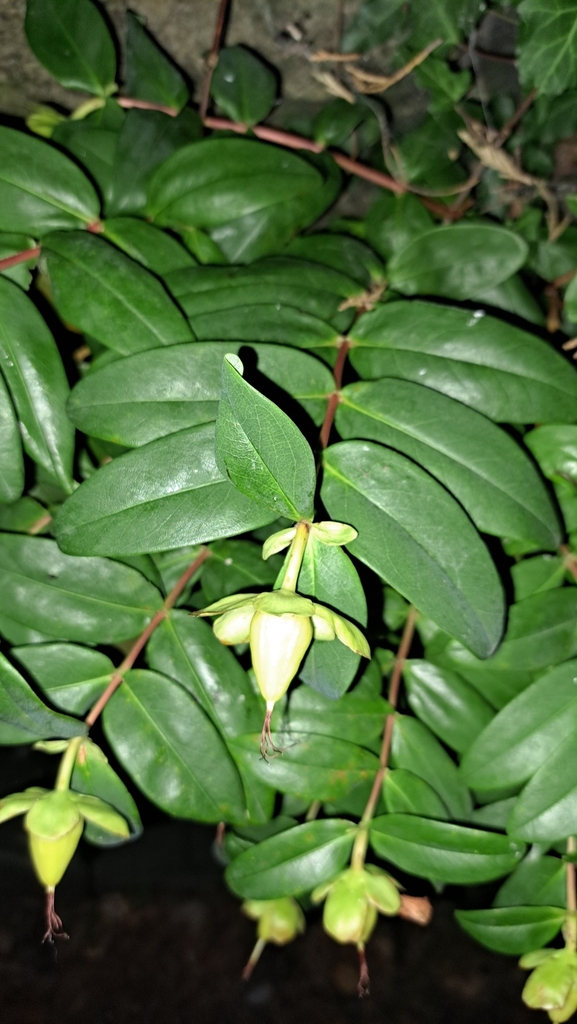 Rose-of-sharon from Hadfield, Glossop, UK on August 10, 2024 at 09:11 ...