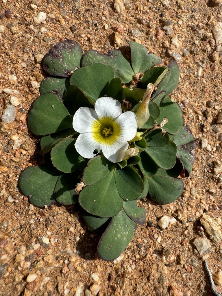 Purple woodsorrel from Melkboschkuil, Springbok, NC, ZA on August 10 ...