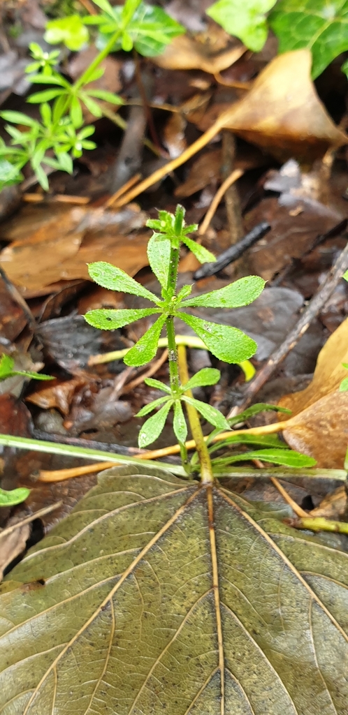 catchweed bedstraw from Little Crosby, Liverpool, UK on June 12, 2019 ...