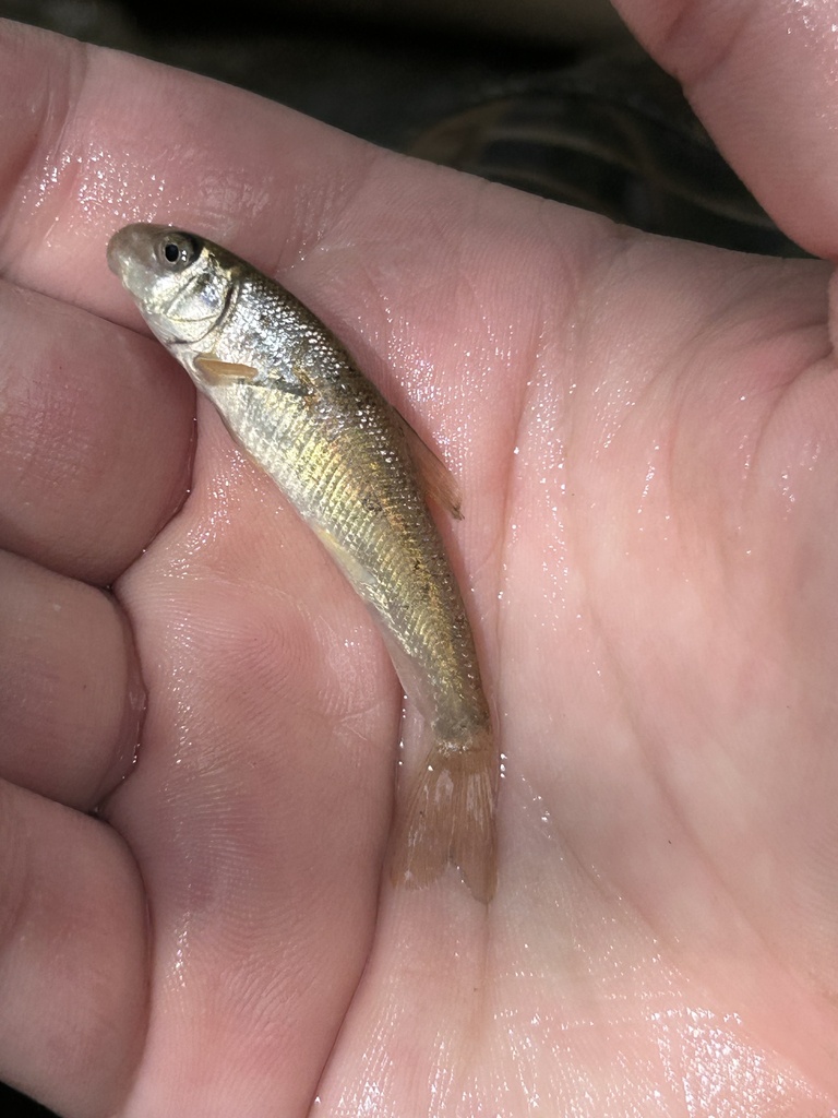White Sucker from Hueston Woods State Park, College Corner, OH, US on ...