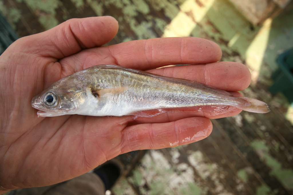 Red cod from Canterbury, New Zealand on July 18, 2008 at 01:36 PM by ...