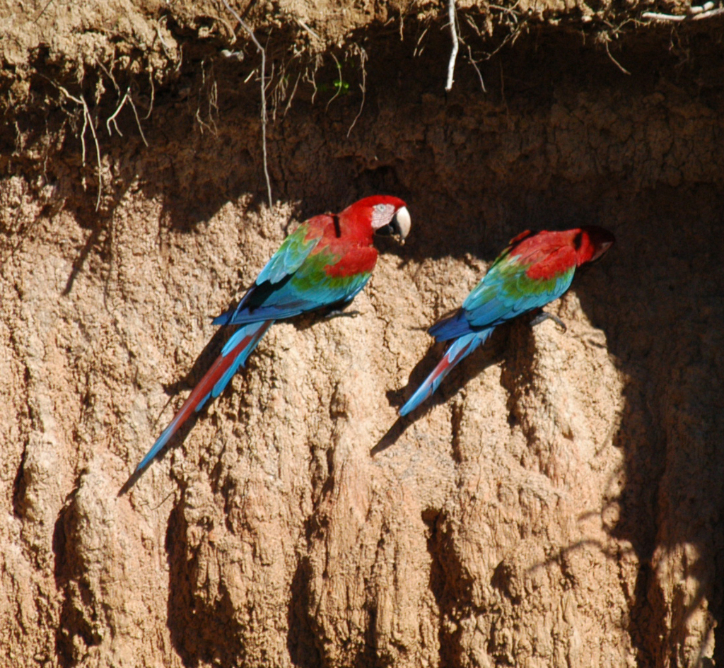 Red-and-green Macaw in April 2007 by Chris G Earley · iNaturalist