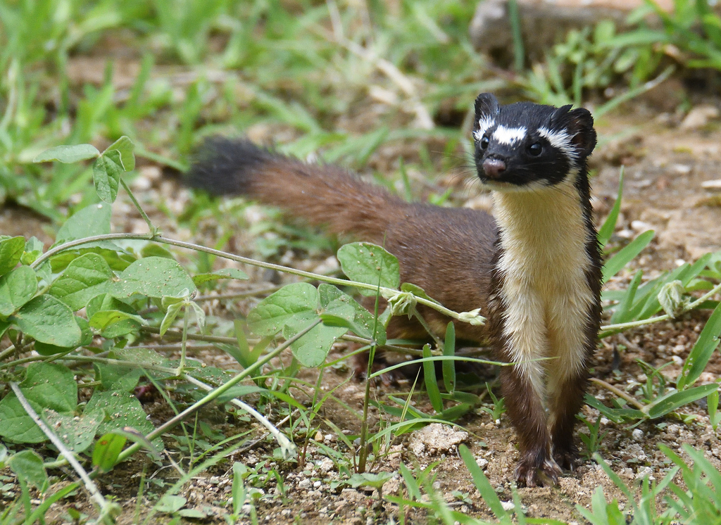 Long-tailed Weasel from Finca La Soledad on August 9, 2024 at 09:32 AM ...