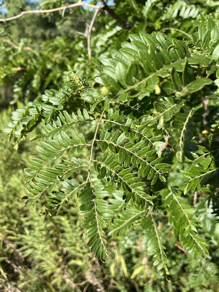 honey locust from Old Shady Oak Rd, Eden Prairie, MN, US on August 10 ...
