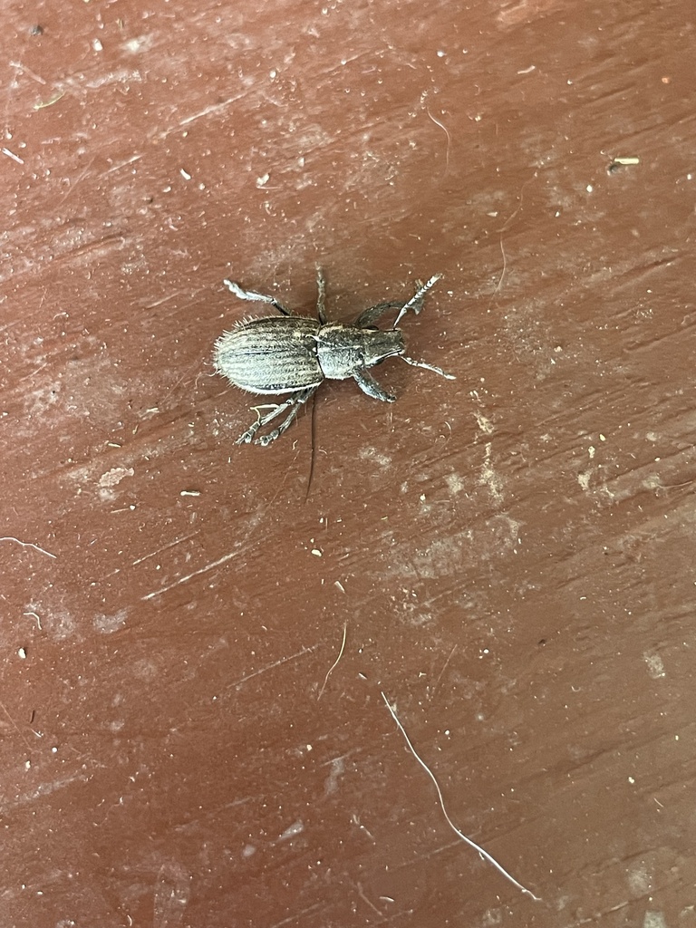 White-fringed weevil from Knoll Top Dr, Alexander, NC, US on August 10 ...