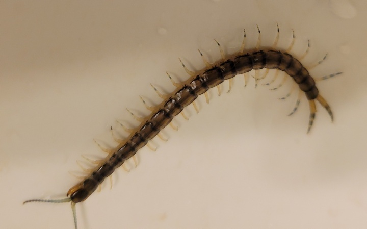 Eastern Bark Centipede from Gunner Pool Rd, Arkansas, USA on August 9 ...