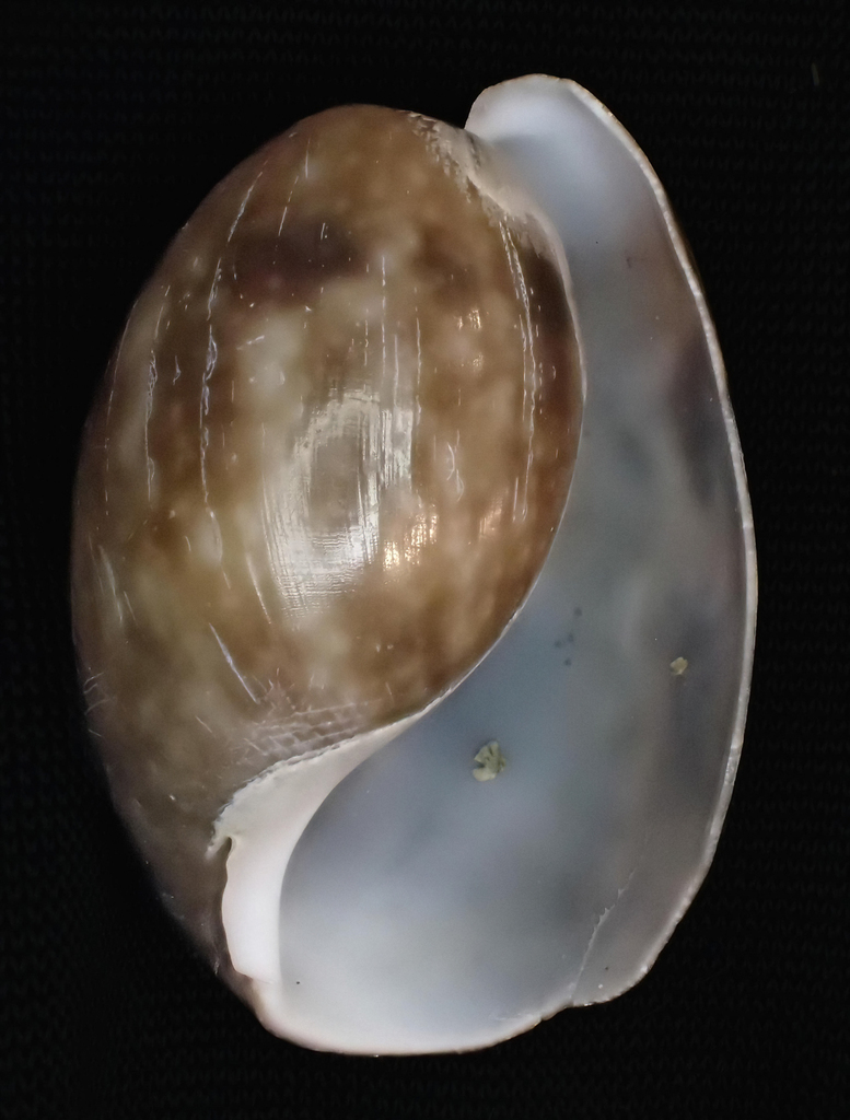 Brown bubble shell from Fingal Bay NSW 2315, Australia on August 9 ...