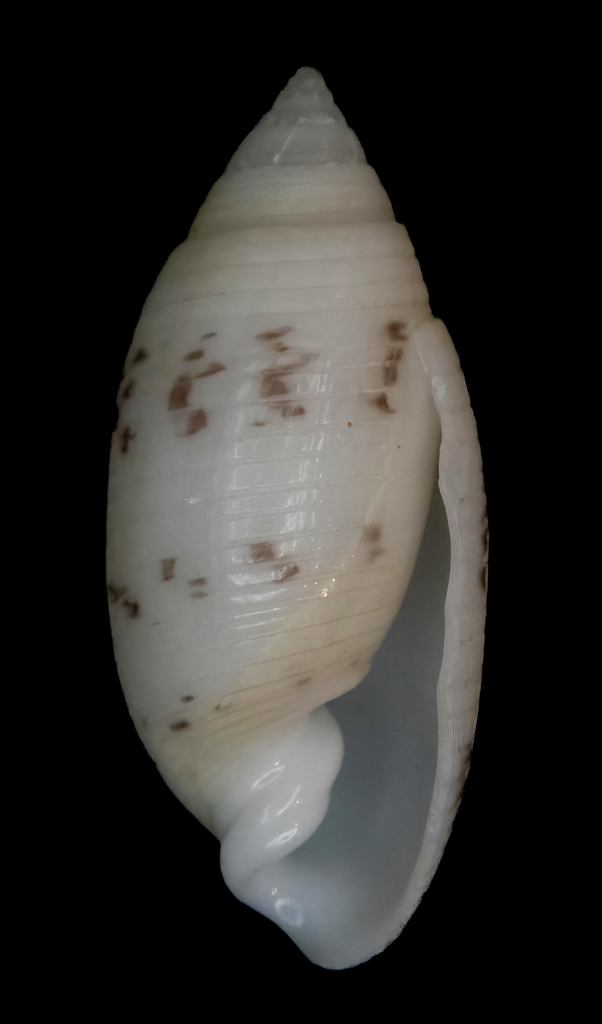 Pupa affinis from Fingal Bay NSW 2315, Australia on August 9, 2024 by Steve Smith. 11mm ...