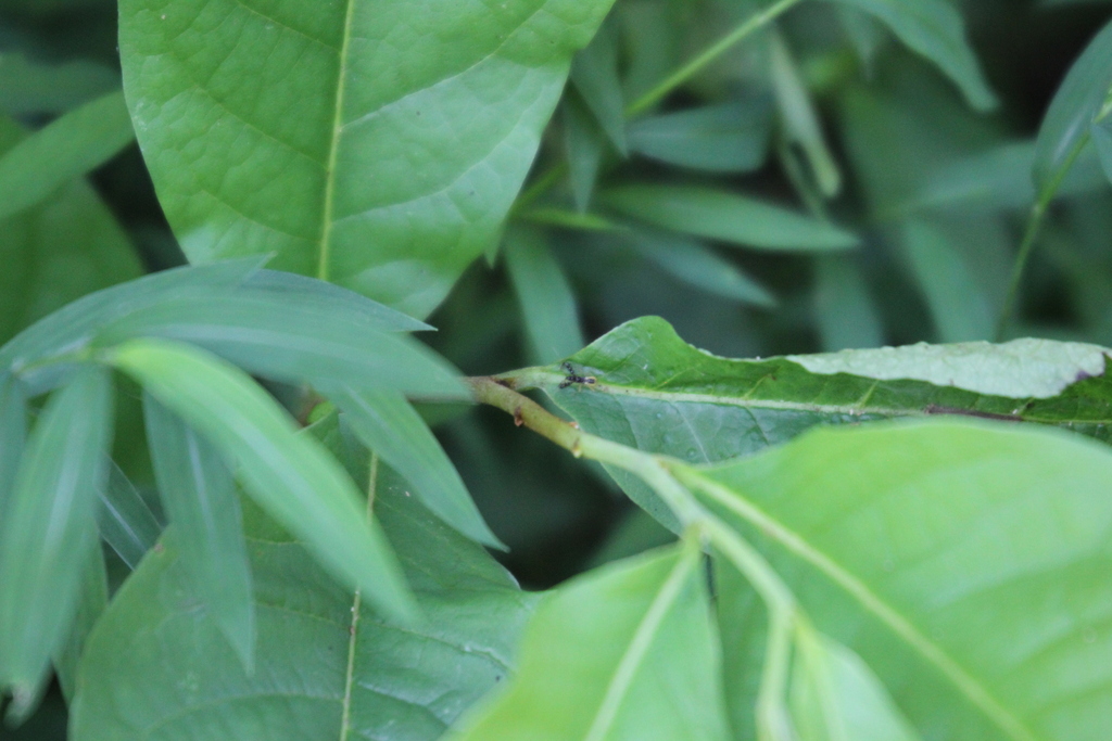 Arthropods from Huntsville, AL, USA on August 10, 2024 at 03:01 PM by ...