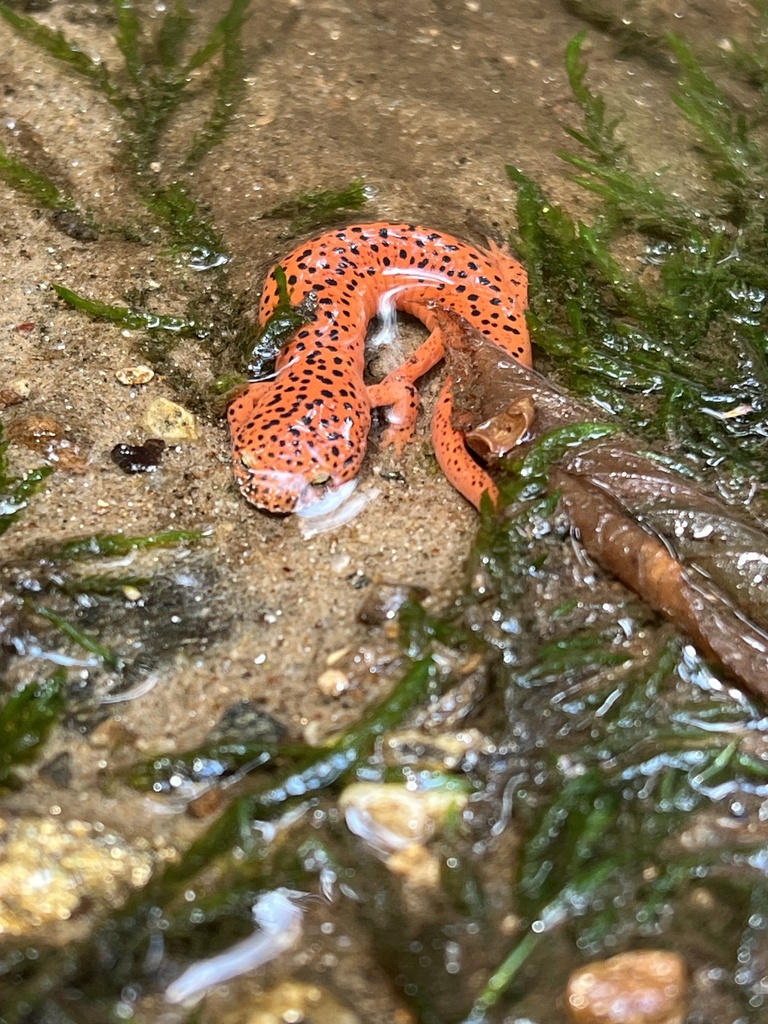 Red Salamander from Pisgah National Forest, Brevard, NC, US on August ...