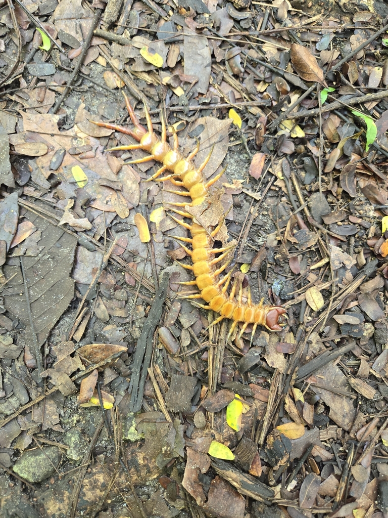 Caribbean Giant Centipede from Algarrobo, Vega Baja, Puerto Rico on ...